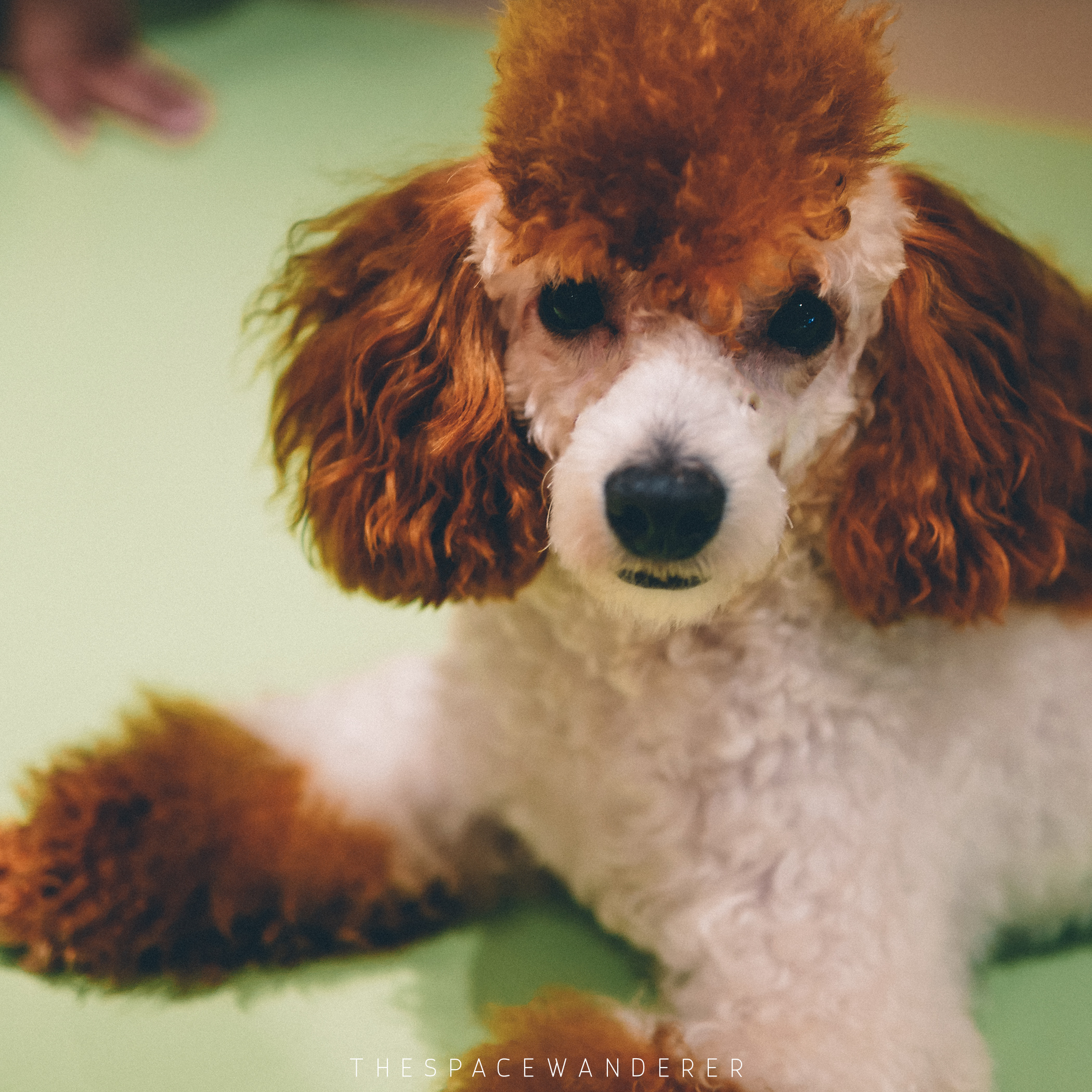 Boogie Doggie Dogs Cafe – The Space Wanderer