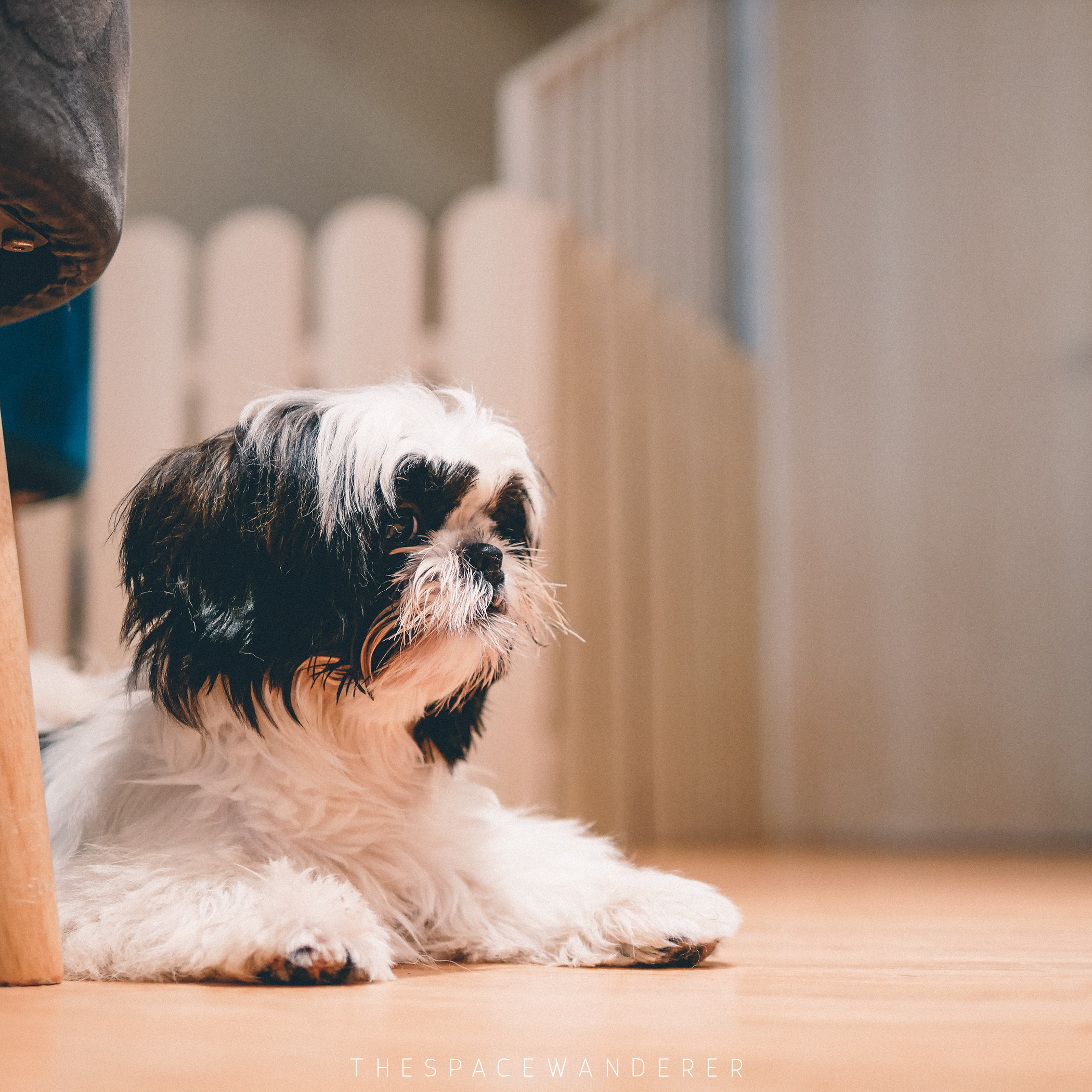 Boogie Doggie Dogs Cafe – The Space Wanderer