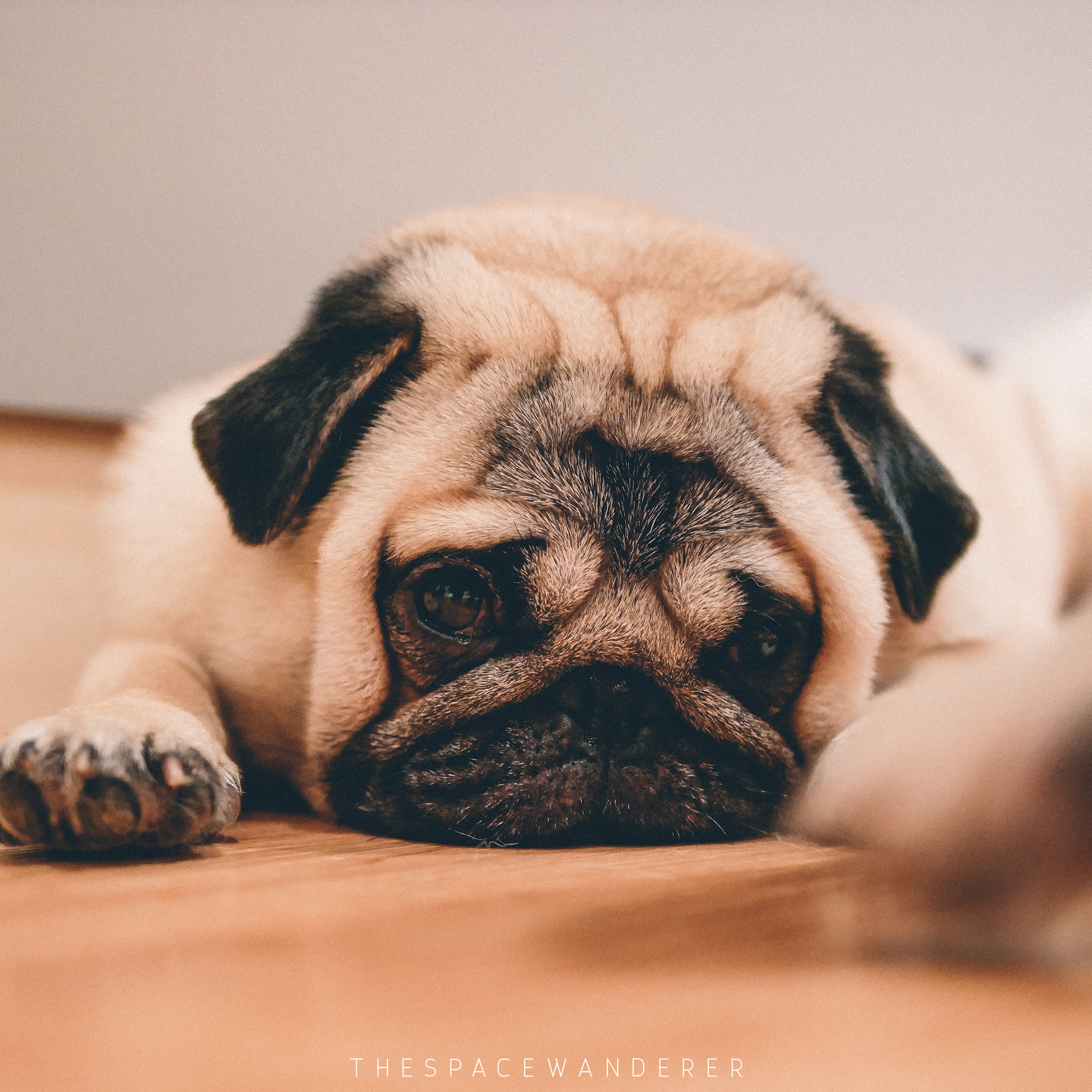 Boogie Doggie Dogs Cafe – The Space Wanderer